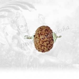 Ten Mukhi Rudraksha,10 Faced Indonesian Rudraksha,10 Mukhi Java bead