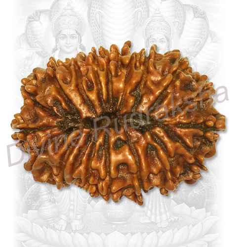19 Mukhi Rudraksha,Nineteen Mukhi Rudraksha,19 face Rudraksha