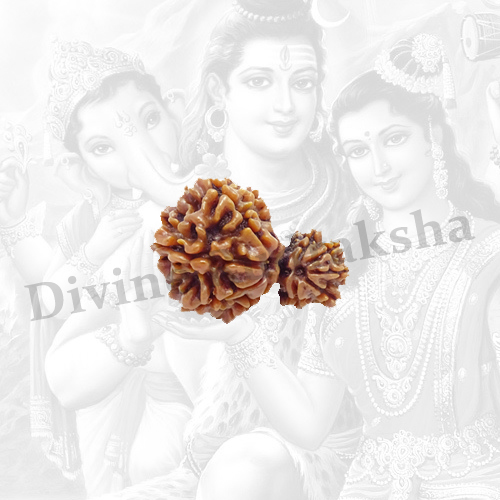 Garbh Gauri Rudraksha, Garbh-Gauri Rudraksha, Garbhgauri rudraksha